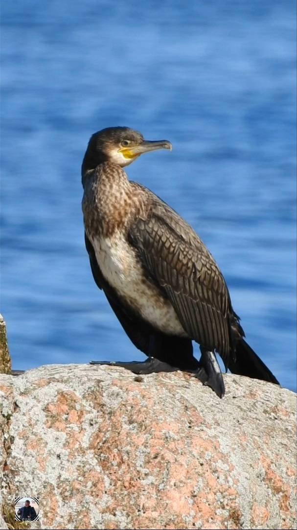 Большой баклан. Высоцк, Осень 2024 #баклан #наблюдениезаптицами #cormorant #birdwatching #shorts