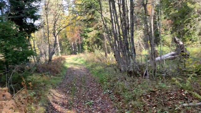 осенняя пора...