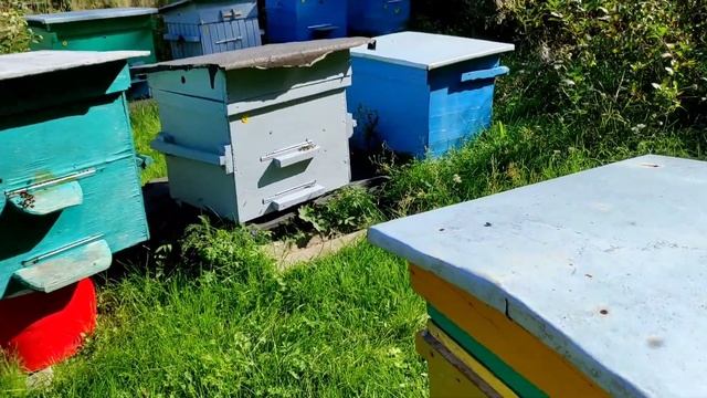 обработка от клеща