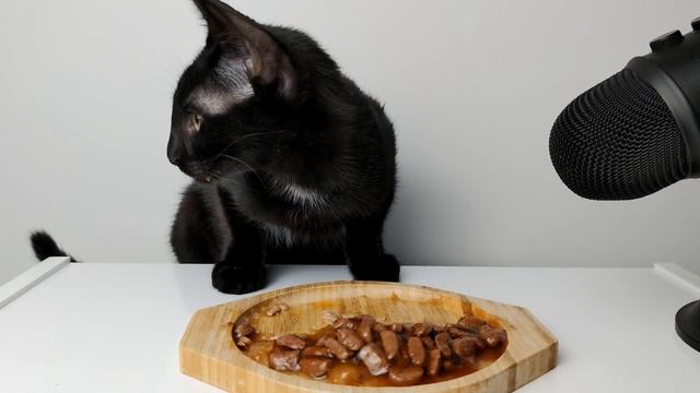 АСМР: Кот ест яйцо