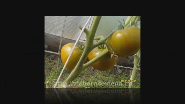 Помидорная радуга