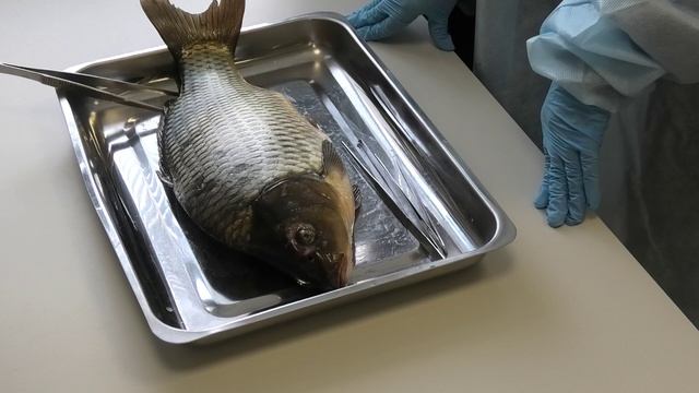 ВСЭ_рыба_2 часть