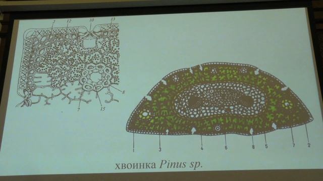 Зернов А. С. - Высшие растения - 12. Типы листьев и соцветий. Способы нарастания побегов