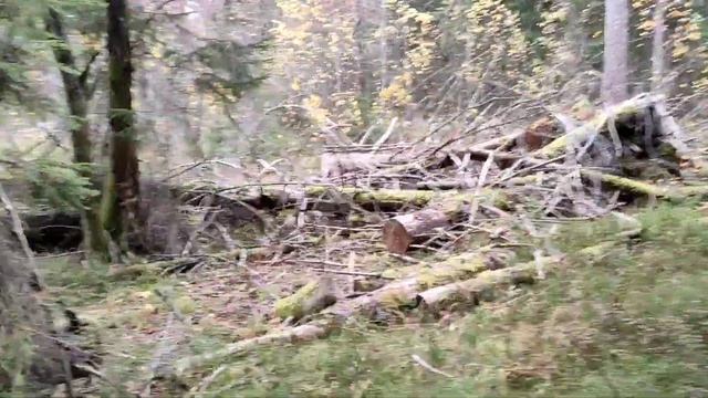 немного о природе и предстоящей зиме