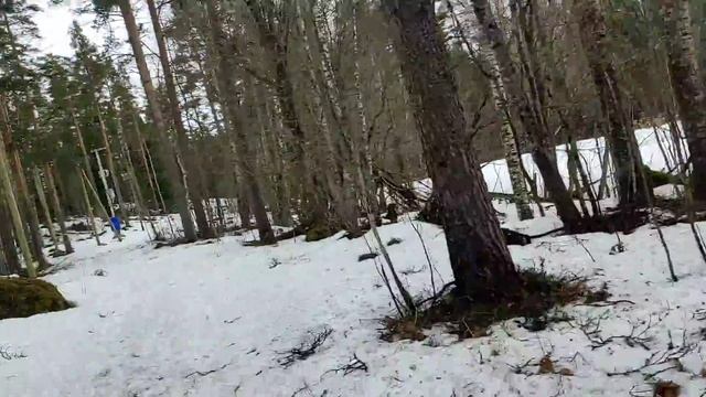 первые пыльценосы