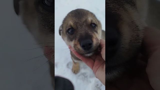 😍 🐕Красивый ..парень..!  👍 🤪