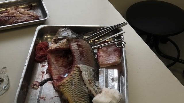 ВСЭ_Рыба_4 часть