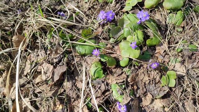 подснежники