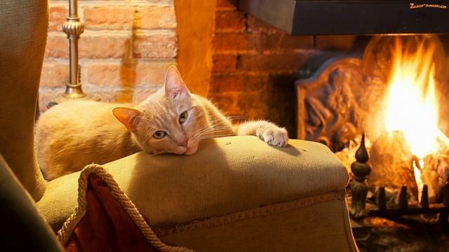 Уютное Мурчание Кошки Самое Лучшее Средство для Расслабления!