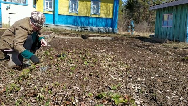 Самоизоляция в деревне Кривячка. Шашлычки и банька. Клубника, нарциссы и лук. Часть 9-я. (1)