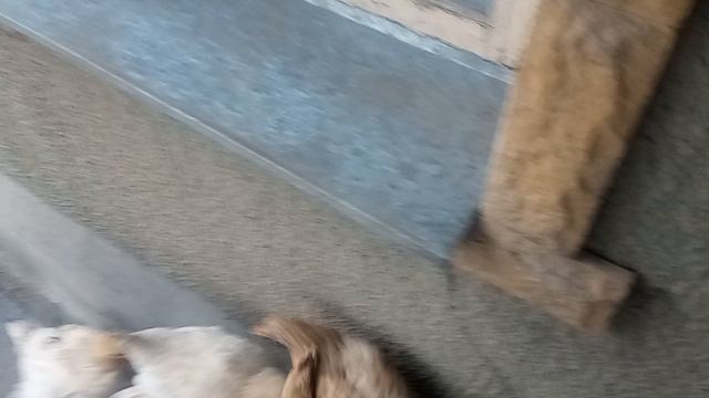 куры петухи бордак