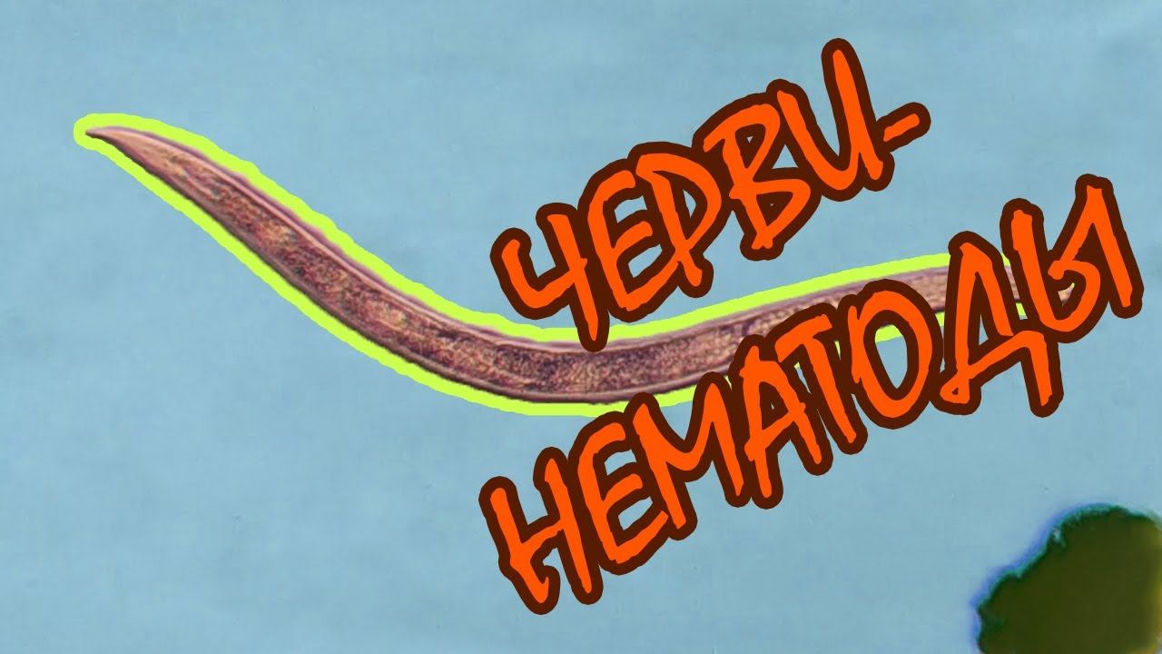 Червь Нематода | Nematode Worm
