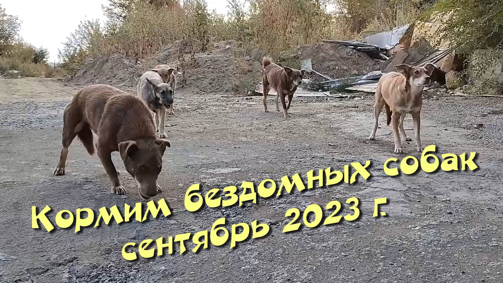 Кормим бездомных собак. Сентябрь 2023 г.