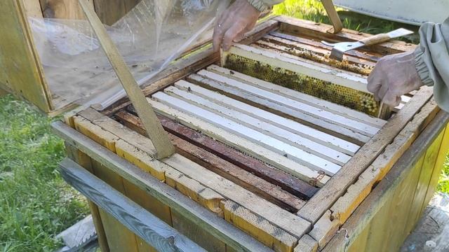 осмотр пчелопакетов через 6 дней