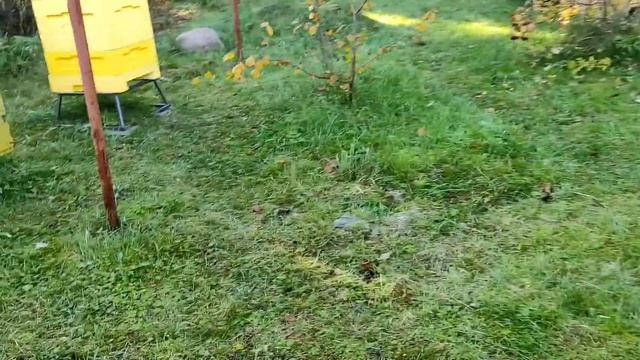 о зимовке пчел и вентиляции в ульях.