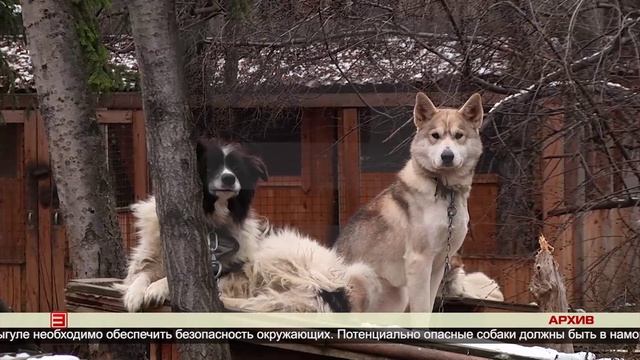 Ответственное обращение с животными 02.12.2024