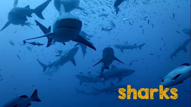 Our Oceans_Rise_and_Shine_4_Unit_5