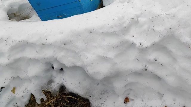 весна лыжи и пчелы