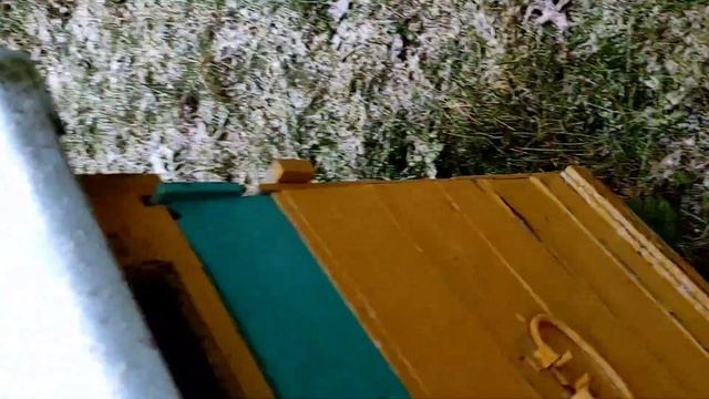 любят ли пчелы тепло