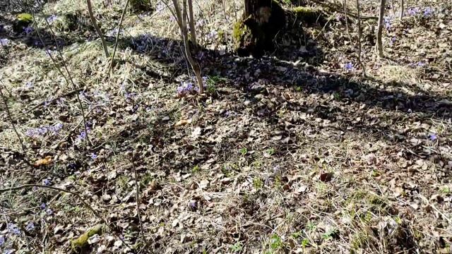 подснежники северо западного региона