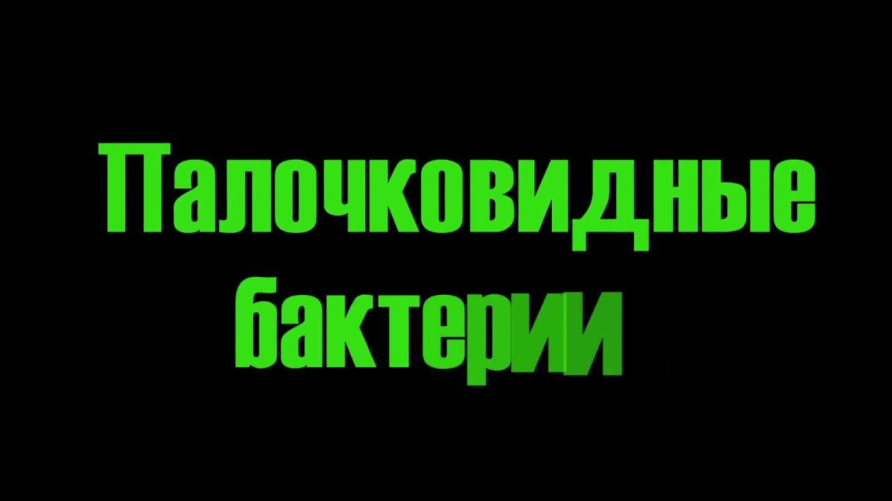 Палочковидные бактерии Бациллы | Rod-shaped bacteria Bacilli
