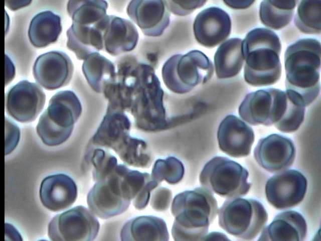 Макрофаги (free macrophages) Фазовый-контраст  -They also know how to love each other