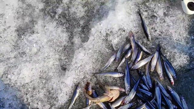 Ладога. ловля корюшки.