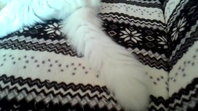 Масяня с хвостом