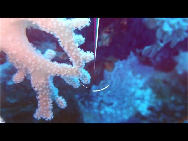 Шарм-эль-Шейх, дейли дайвинг