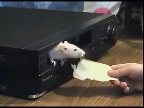 Мышь "киноголик". "Little rat in the (VHS) VTR  like home..."