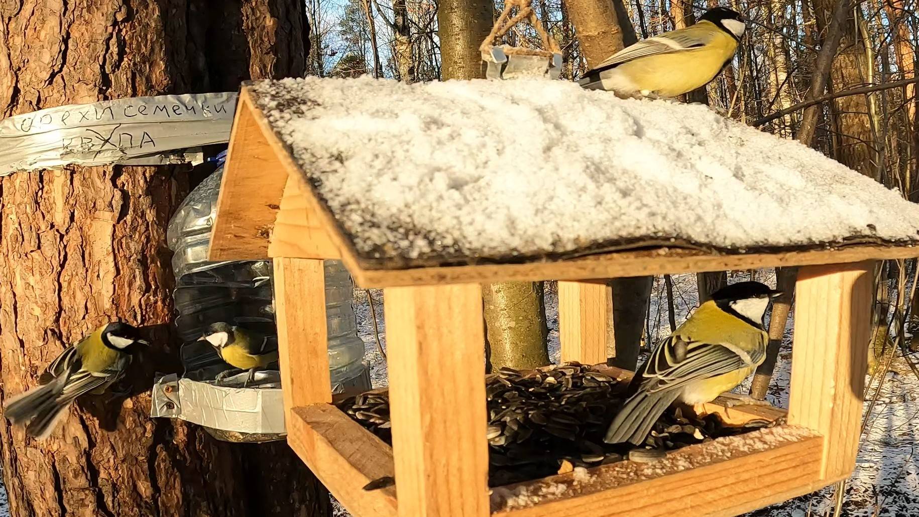 Санкт Петербург Синицы в парке Сосновая Поляна 04.12.2024