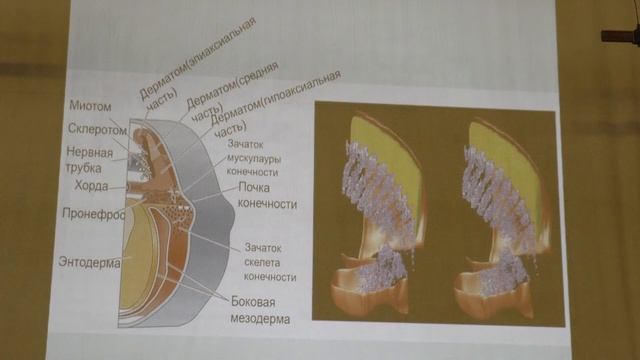 Голиченков В. А. - Эмбриология - 9. Органогенез