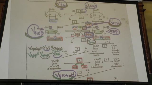 Рубин А. Б. - Биофизика. Часть 1 - 3. Базовая модель «Хищник-жертва»