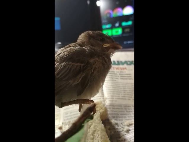 Ланч птенца воробья через день после чудесного спасения.