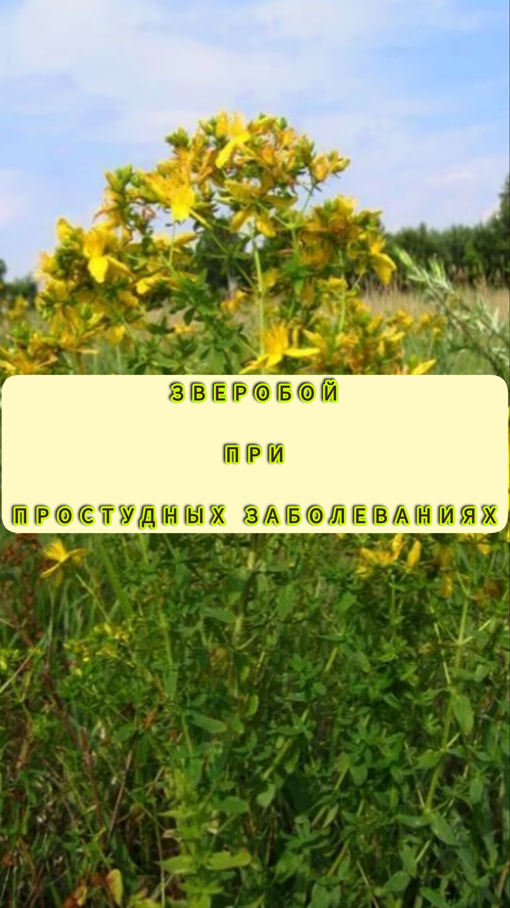 ПОМОЩЬ ПРИ ПРОСТУДЕ ЗВЕРОБОЕМ