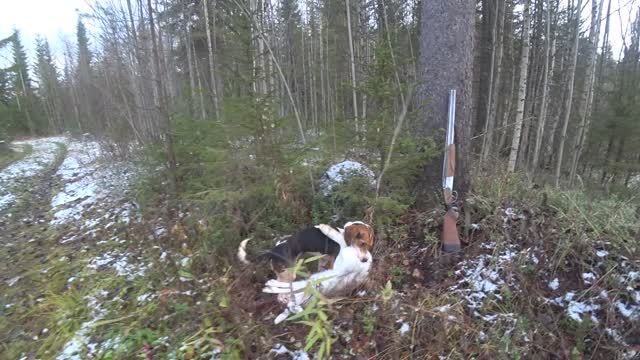 Охота на зайца.Заяц вышел прямо на меня.Редкие кадры.Натаска эстонской гончей.