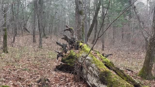 В гостях у леса, поймала Дзен. Хорошечно