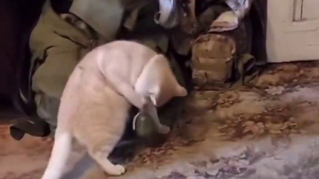 Опасная игрушка для котика. Не повторять!