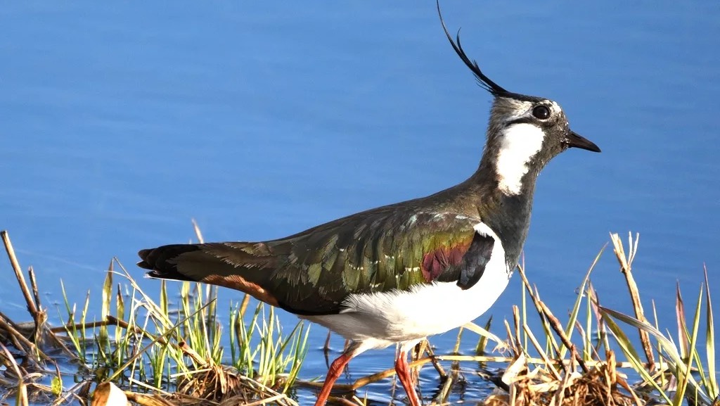 04-12-2024тест2024