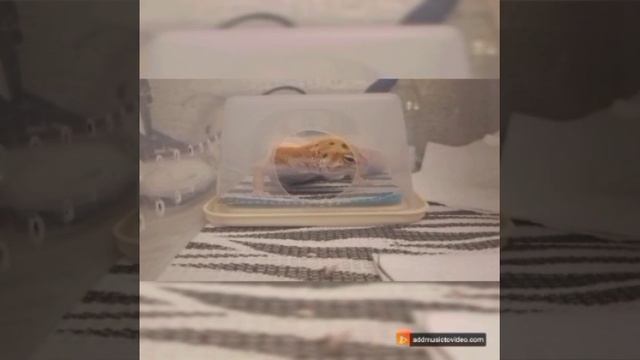 Линька Эублефара.