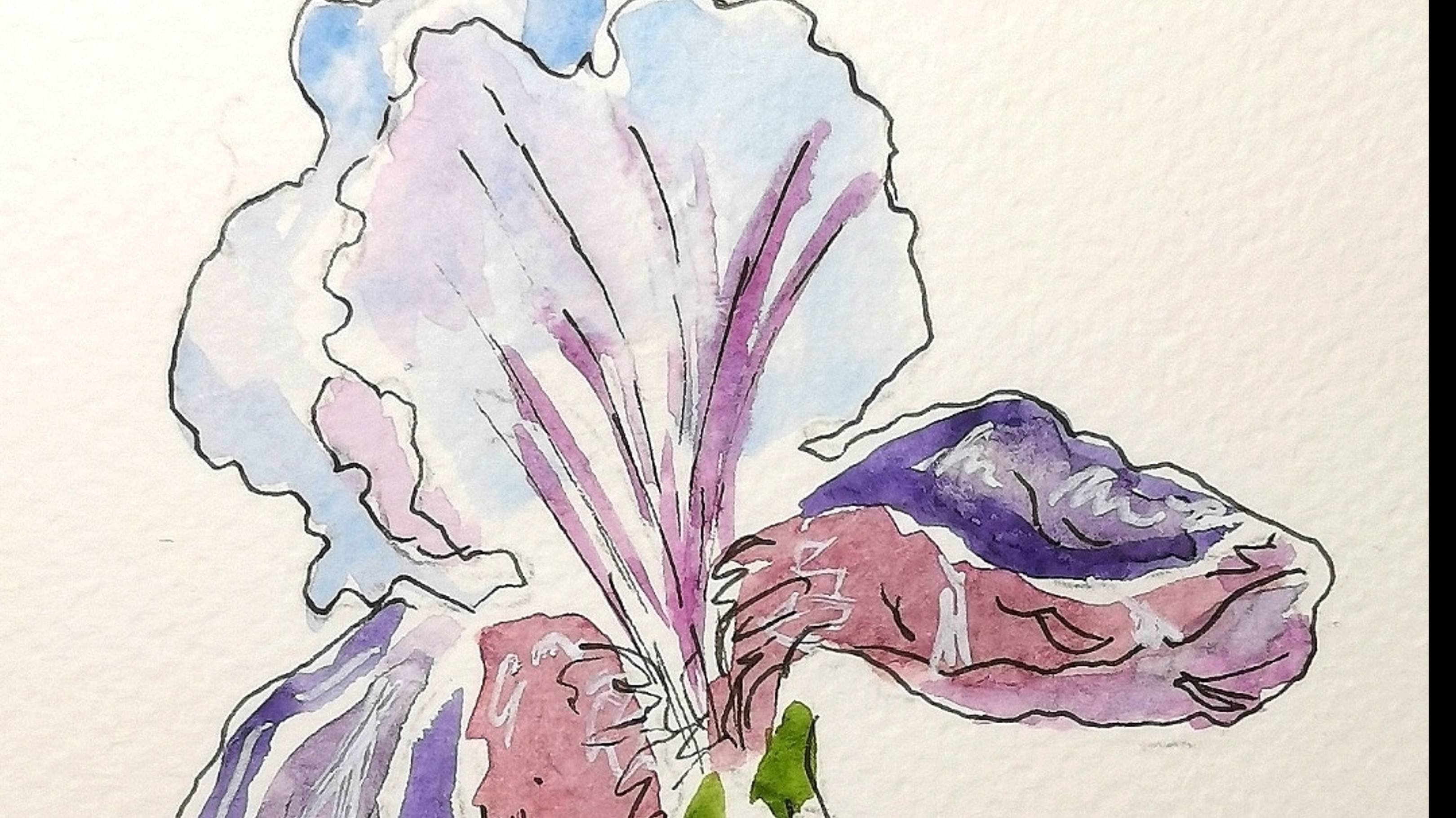 Ирис акварельными красками