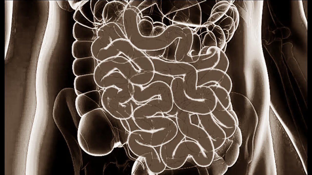 Меридиан тонкой кишки