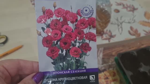 Посев Эустомы 30.11.24г. и Гелиотропа заодно!🌺