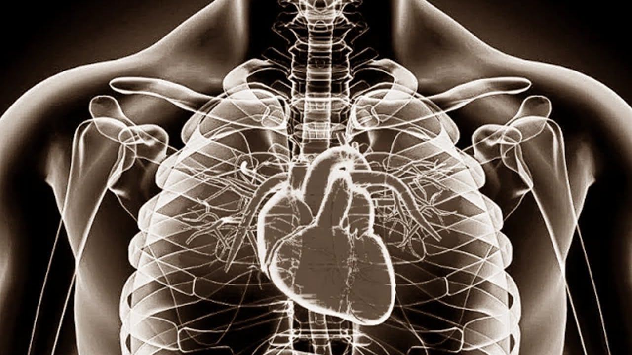 Меридиан сердца