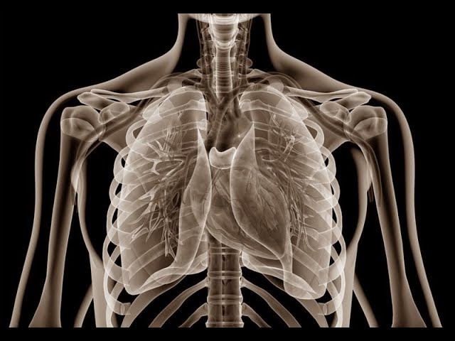 Меридианы тела человека