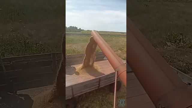 Чтоб счастье вам так валило! Комбайн пересыпает зерно в телегу