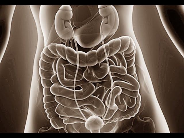 Меридиан почек