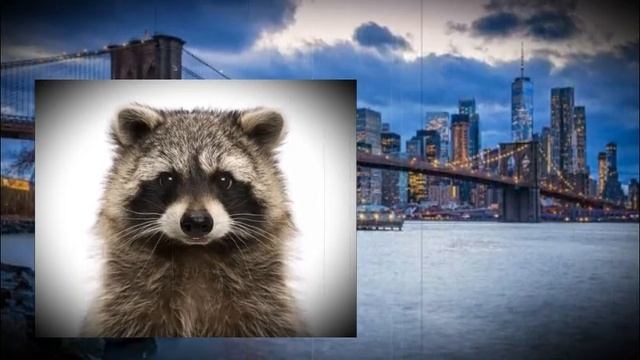 Енот говорит.mp4