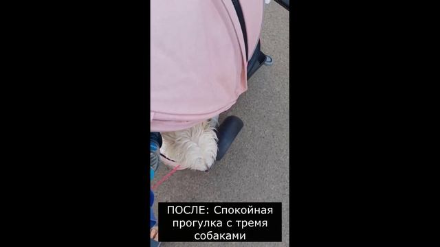 Отзыв о курсе "Искусство общения с собакой"