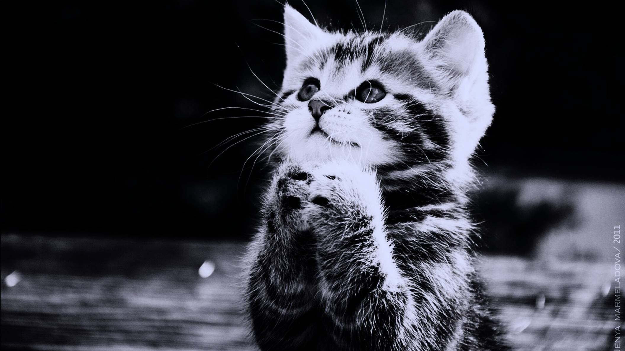 КОТЁНОК ВАСЬКА УЛЫБАЕТСЯ